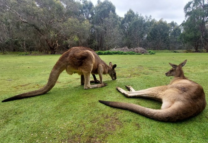 Devil Unzoo or Beaumaris Zoo? Welcome to Tasmania – Frog on the border